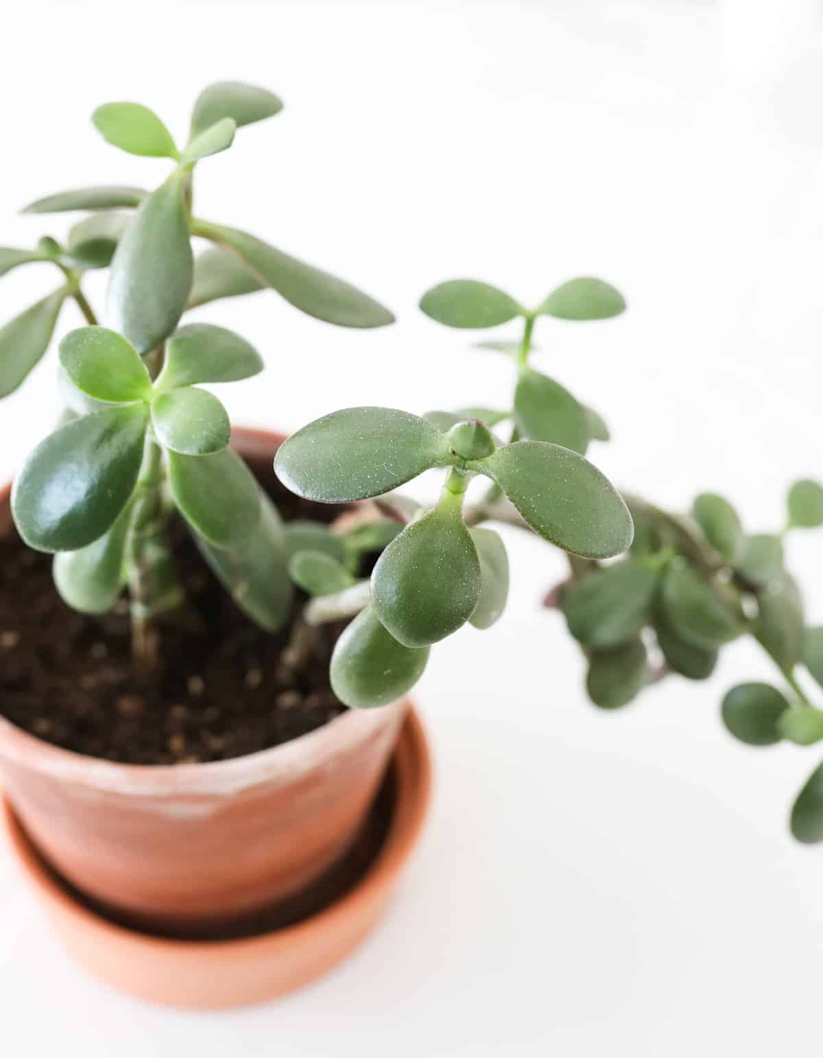 20 Different Types of Jade Plants (with Pictures!) - Paisley Plants