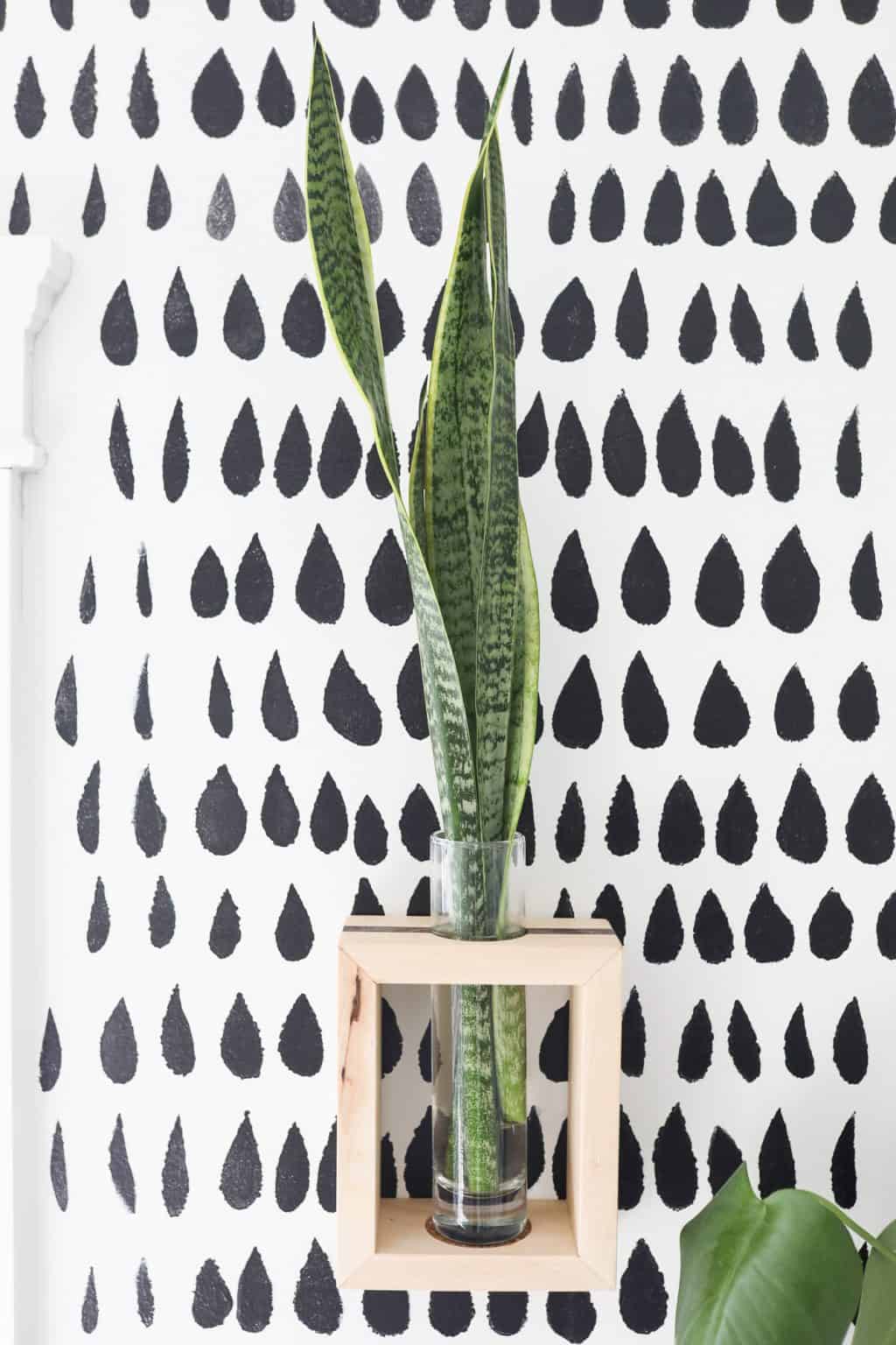 How To Propagate a Snake Plant: 3 Foolproof Ways - Paisley Plants