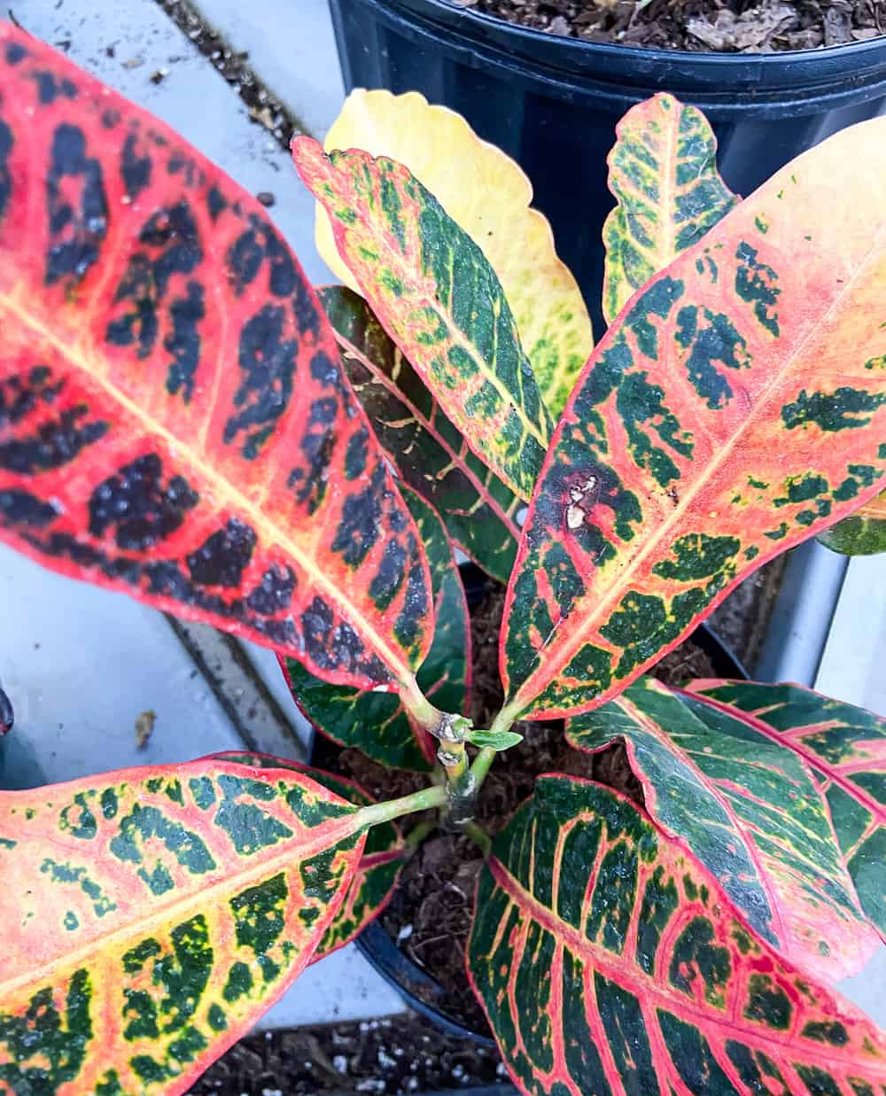 How to Propagate Crotons Three Different Ways - Paisley Plants