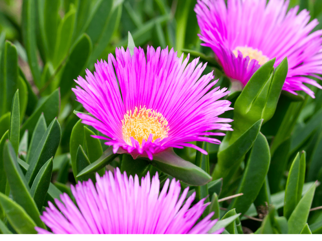 Ice Plant (Delosperma cooperi) Care - How to Grow - Paisley Plants