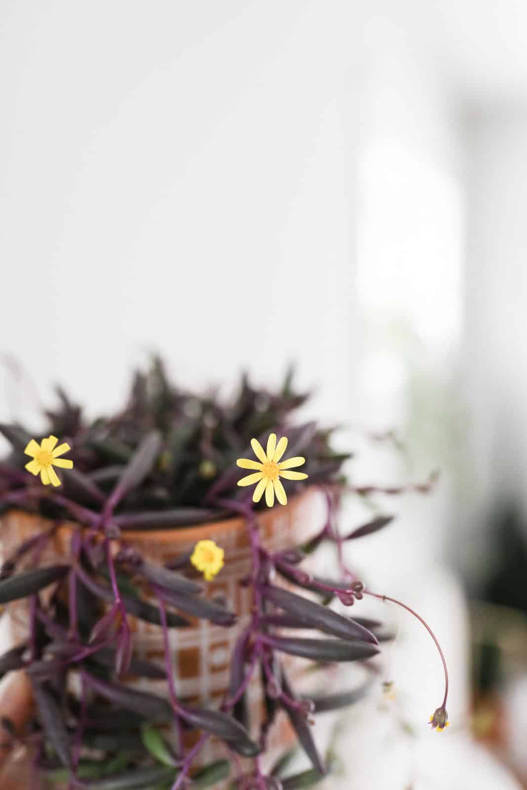 Ruby Necklace Succulent Care Tips - Paisley Plants