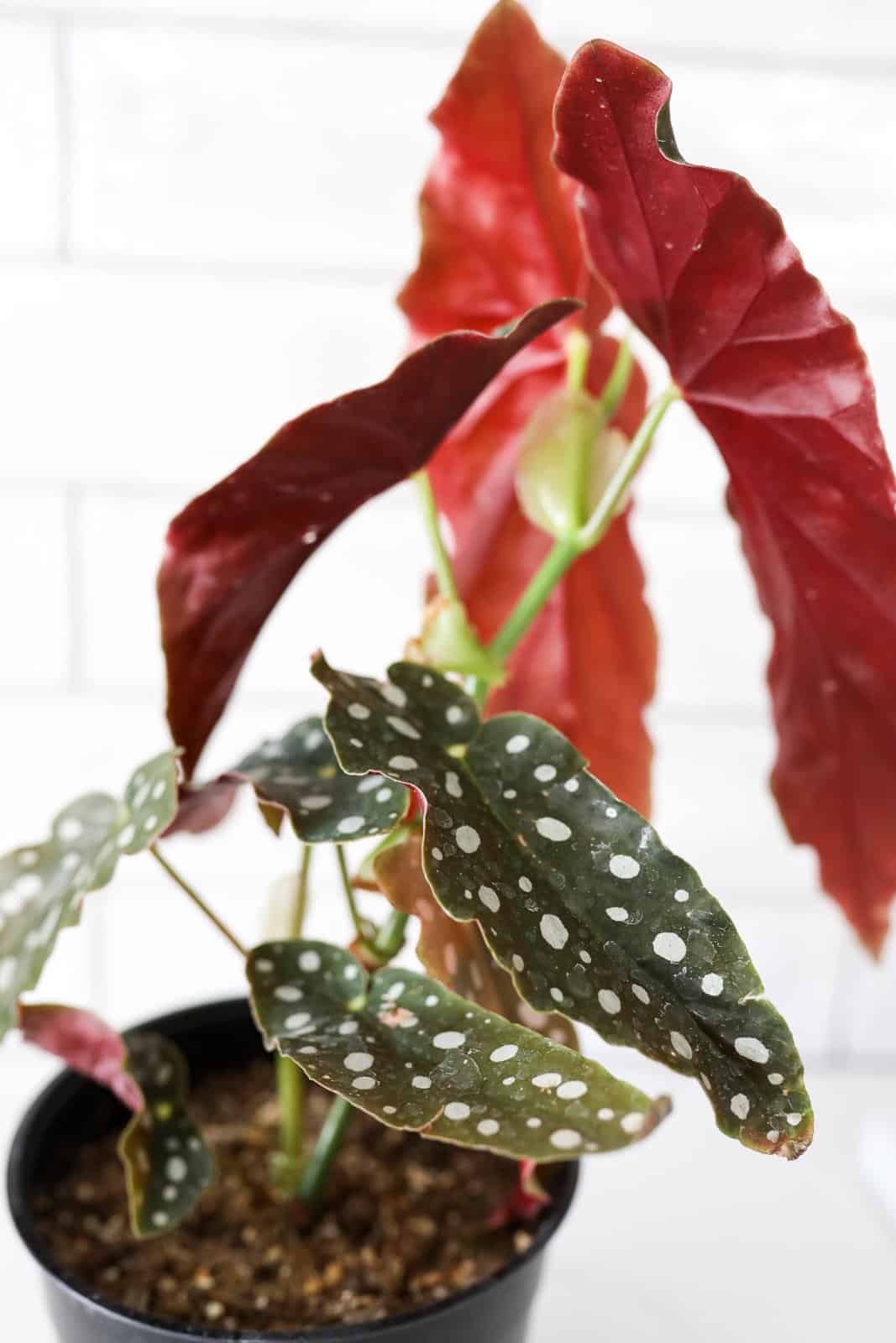 Begonia Maculata - Polka Dot Begonia Care - Paisley Plants
