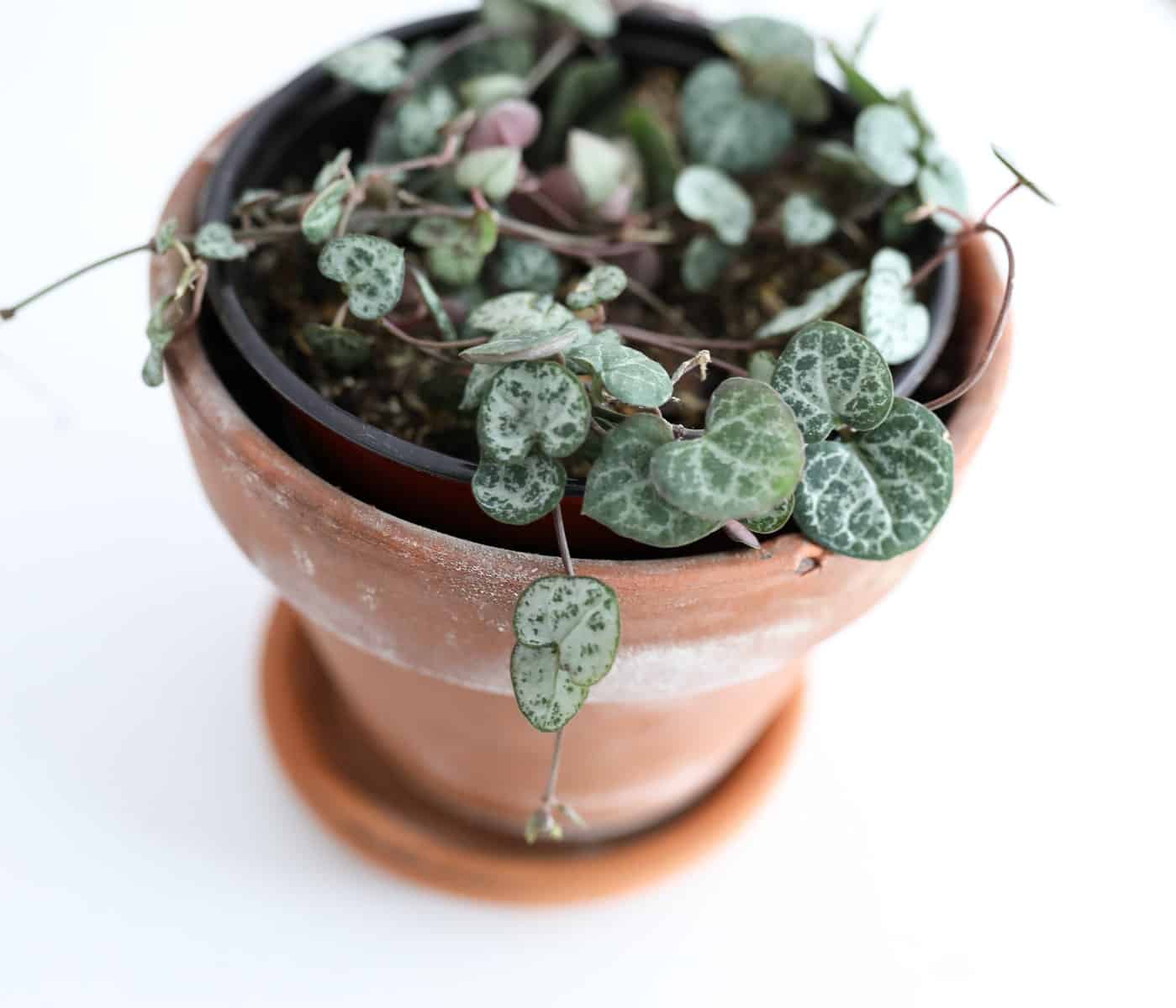 String of Hearts (Ceropegia woodii) Plant Care Guide - Paisley Plants