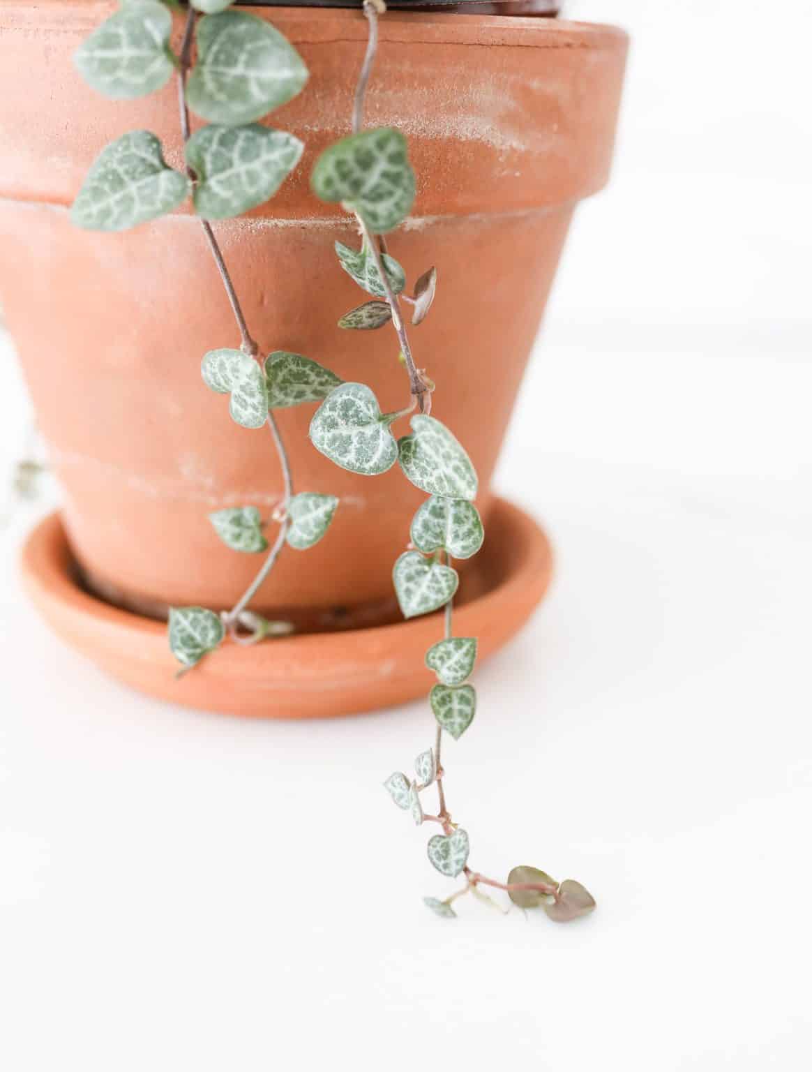 4 Easy Ways How to Propagate String of Hearts Plant - Paisley Plants
