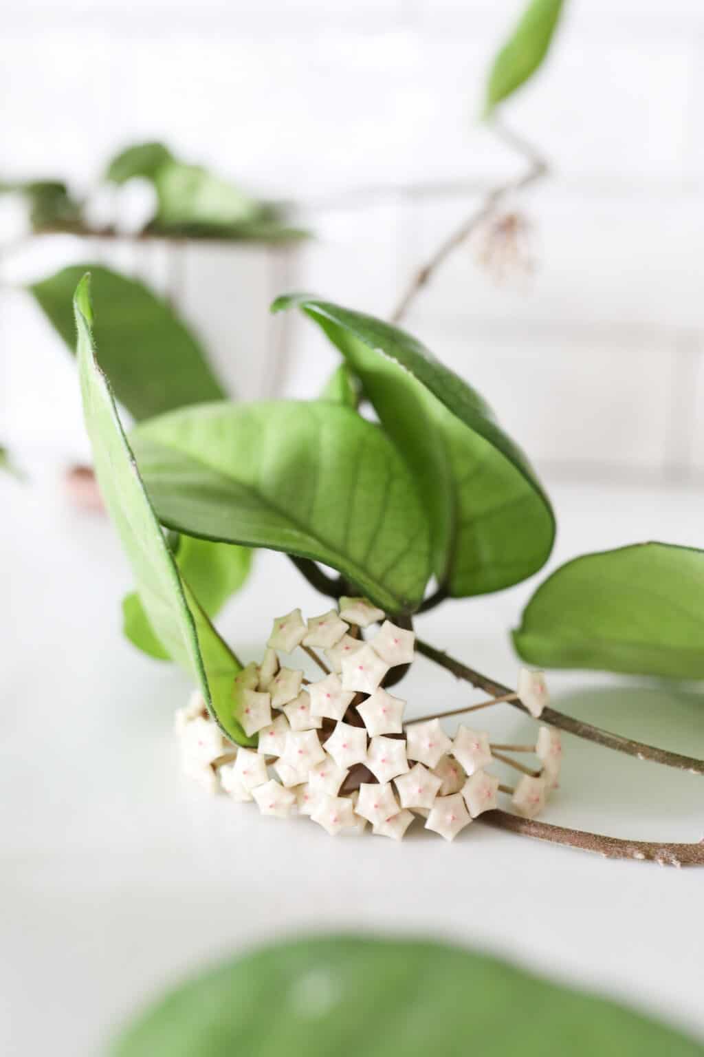 Hoya Carnosa Plant Care - Paisley Plants
