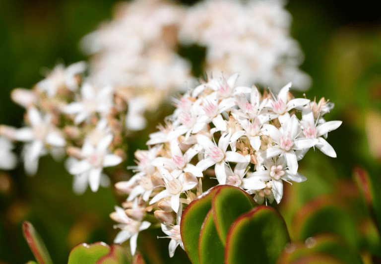 20 Flowering Succulent Plants that You Need to Own! - Paisley Plants