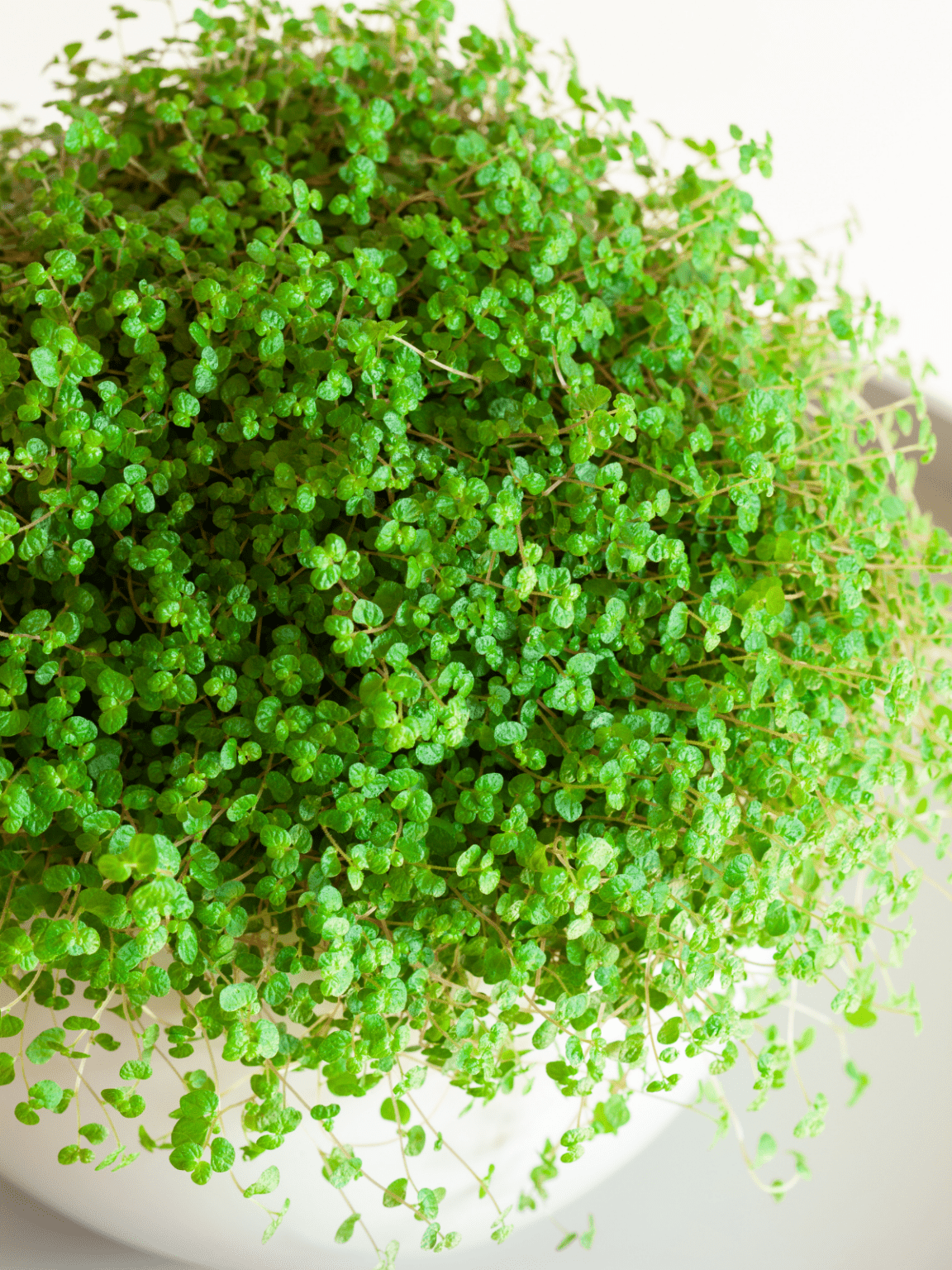 Baby’s Tears Plant Care Tips - Paisley Plants