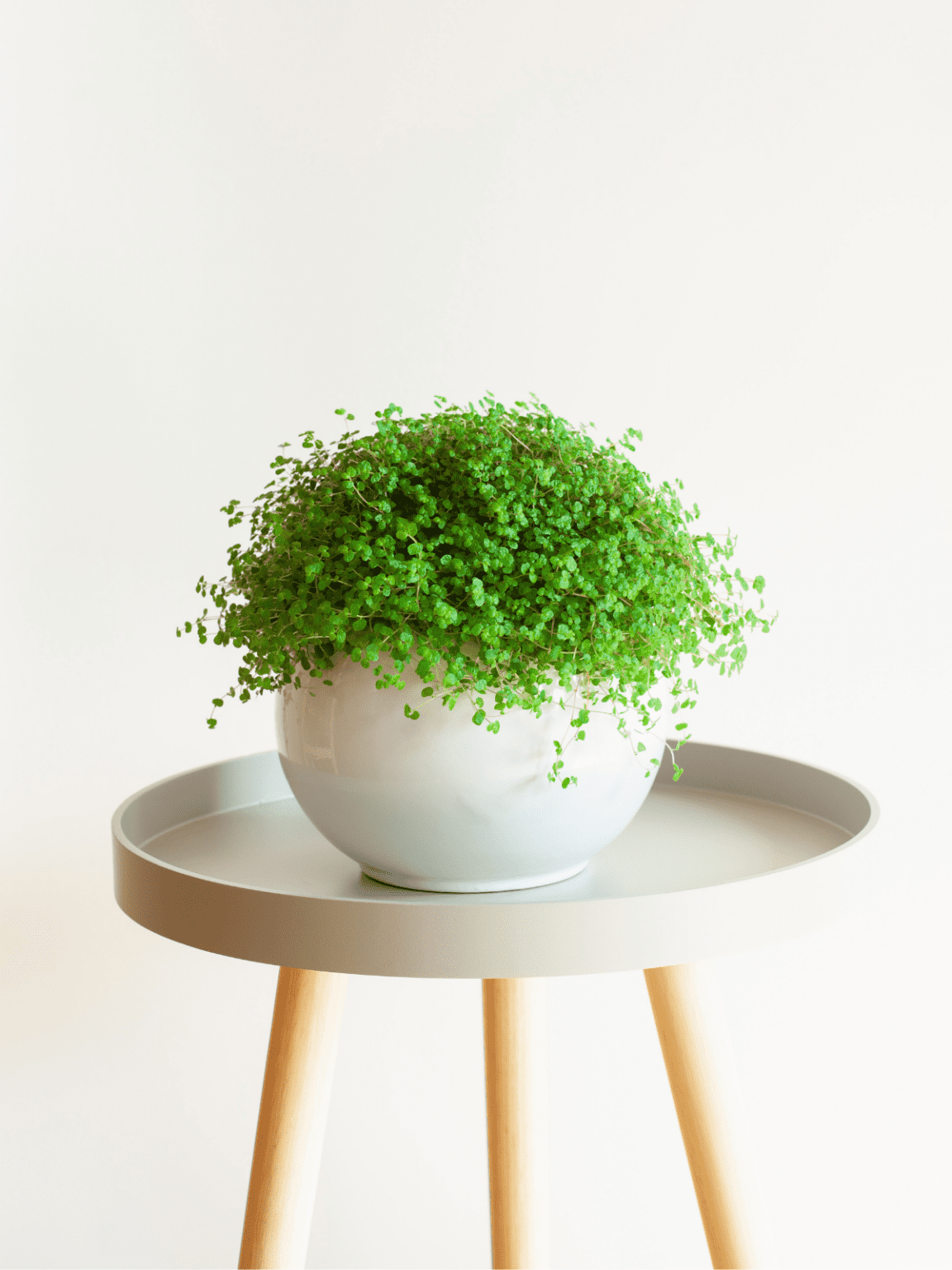 Baby’s Tears Plant Care Tips - Paisley Plants