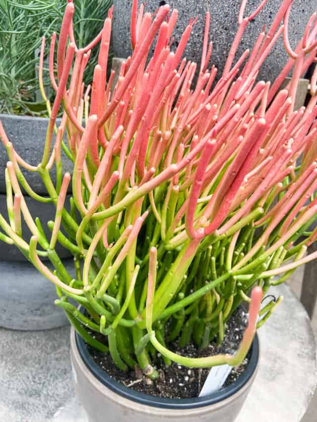How to Care for a Pencil Cactus - Paisley Plants