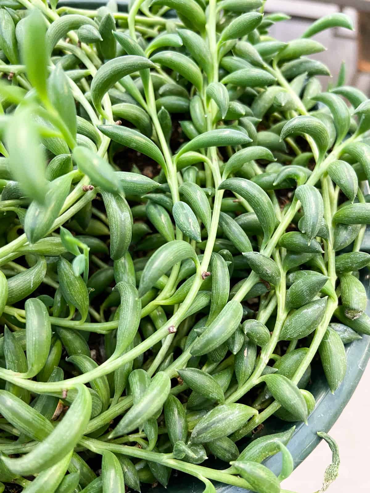 String of Bananas Plant Care Guide - Paisley Plants