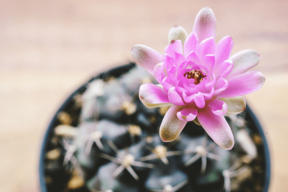 30 Most Stunning Purple Succulents - Paisley Plants