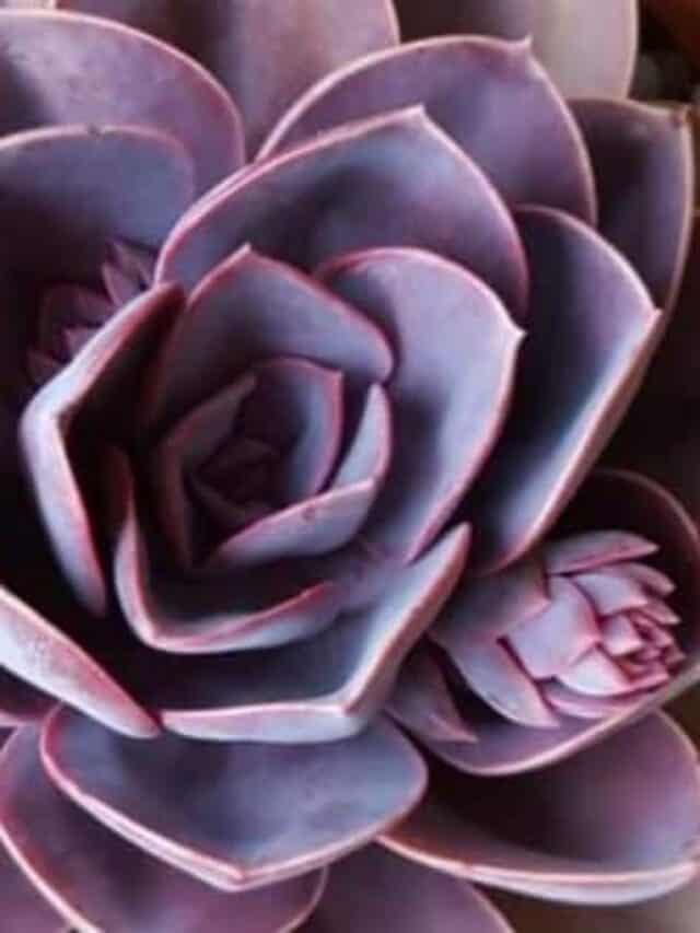 7 Stunning Purple Succulents for Your Home - Paisley Plants