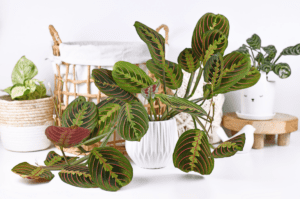 Maranta Leuconeura Plant Care Guide - Paisley Plants