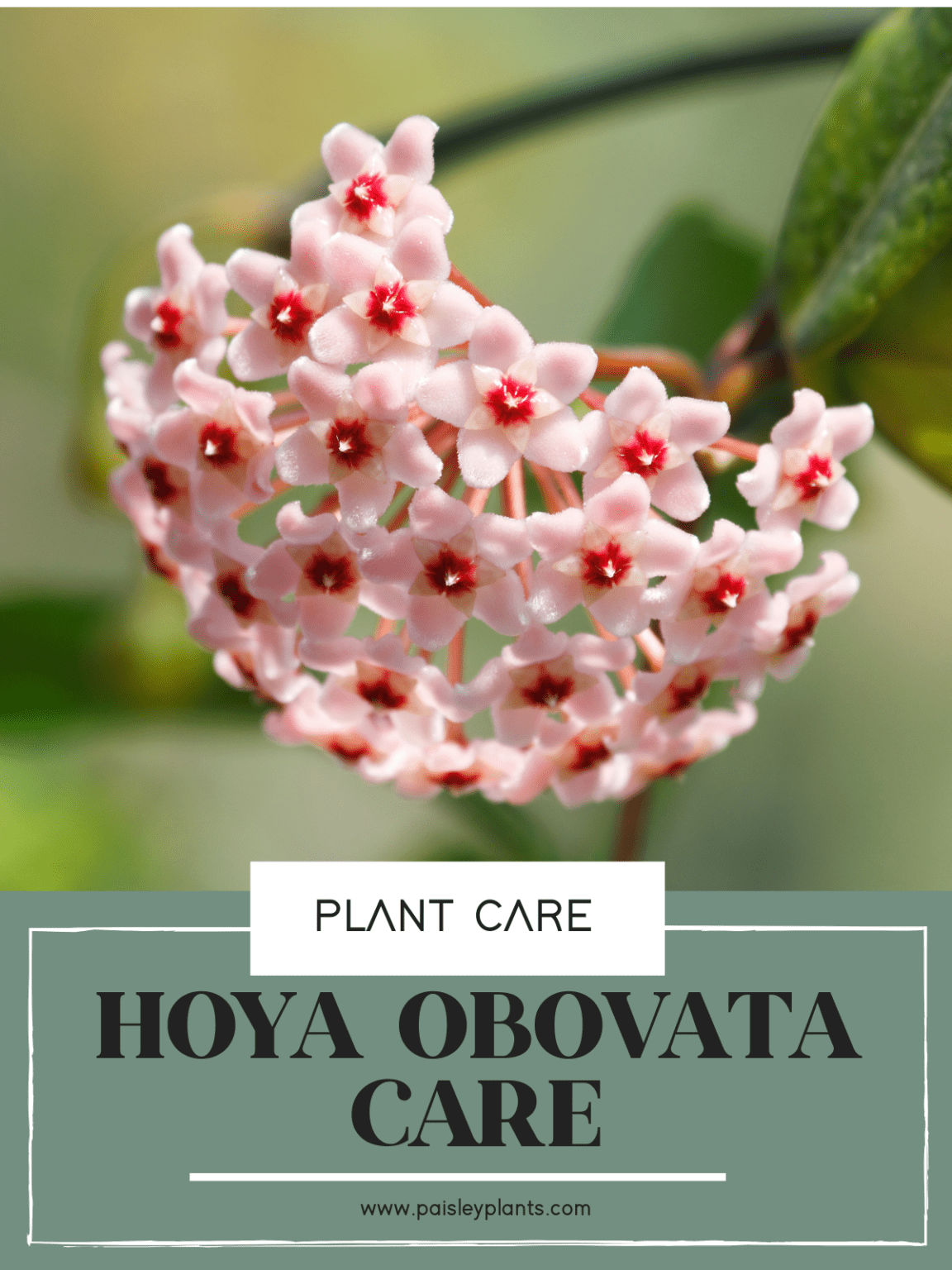 Hoya Obovata Plant Care Guide - Paisley Plants