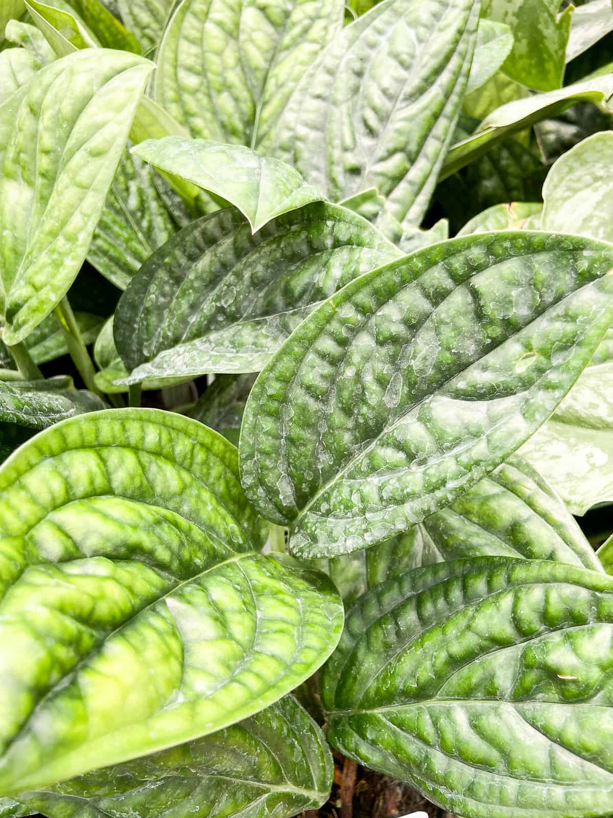 Monstera Peru Plant Care Guide - Paisley Plants