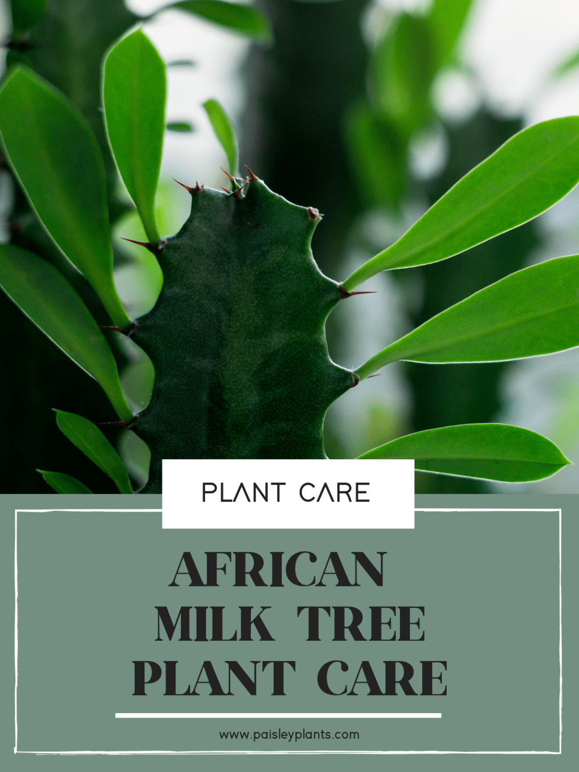 African Milk Tree Plant Care Guide - Paisley Plants