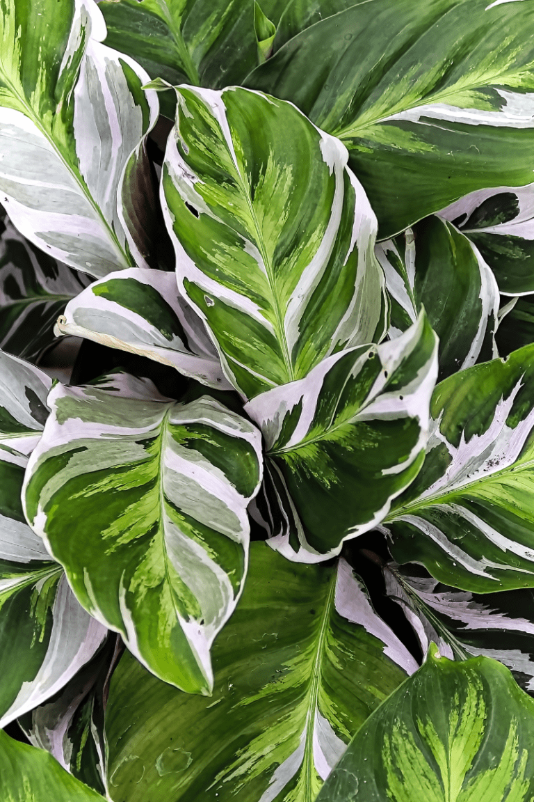 Calathea White Fusion Plant Care and Grow Guide - Paisley Plants