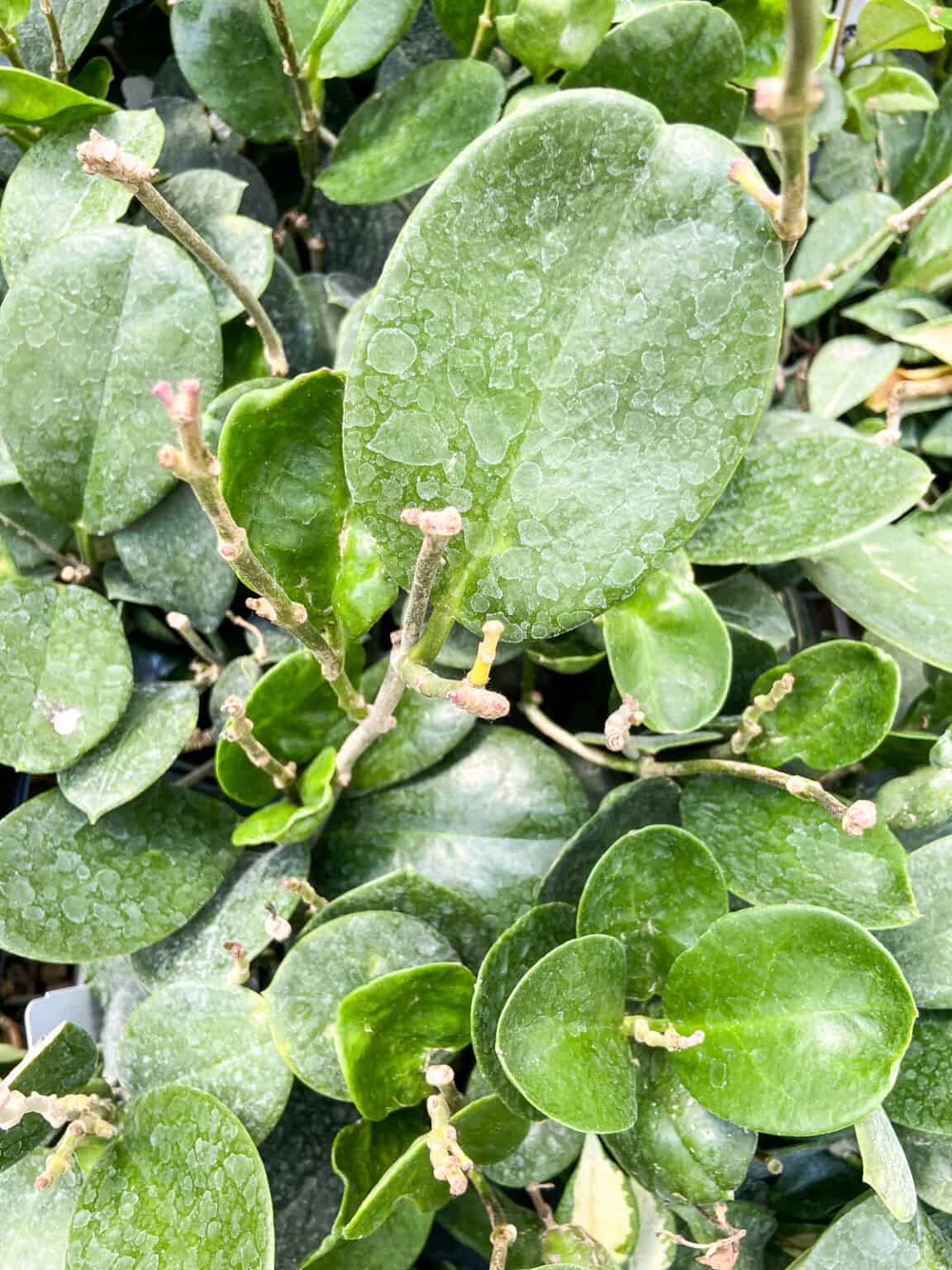 60 Popular Species of Hoya Plants - Paisley Plants