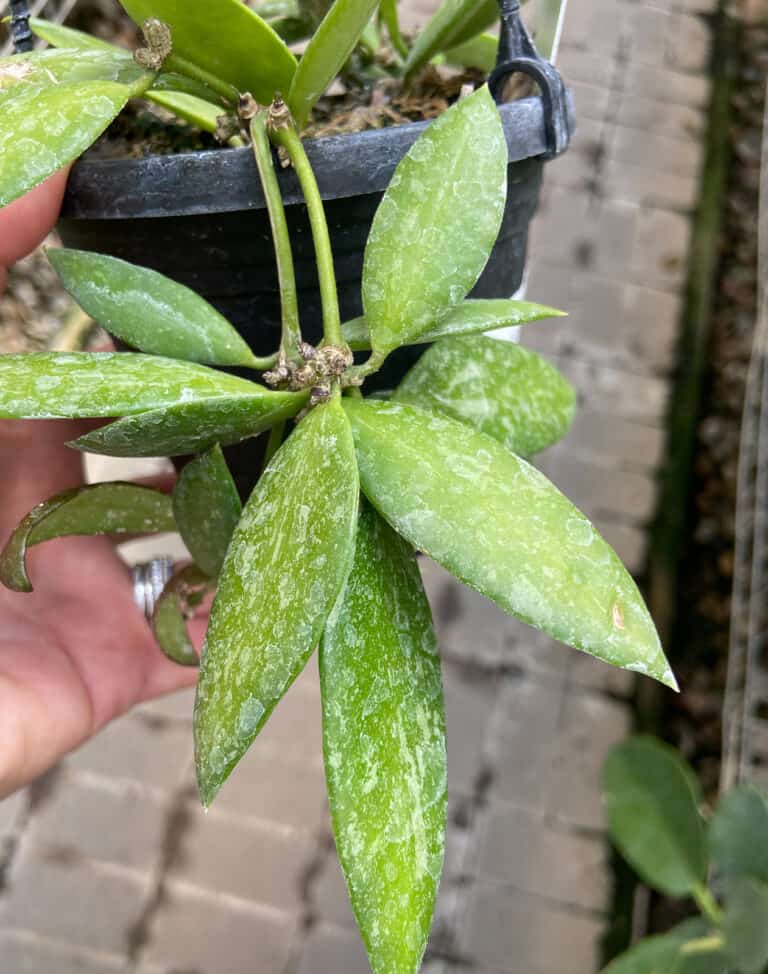 60 Popular Species of Hoya Plants - Paisley Plants
