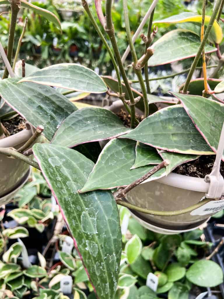 60 Popular Species of Hoya Plants - Paisley Plants
