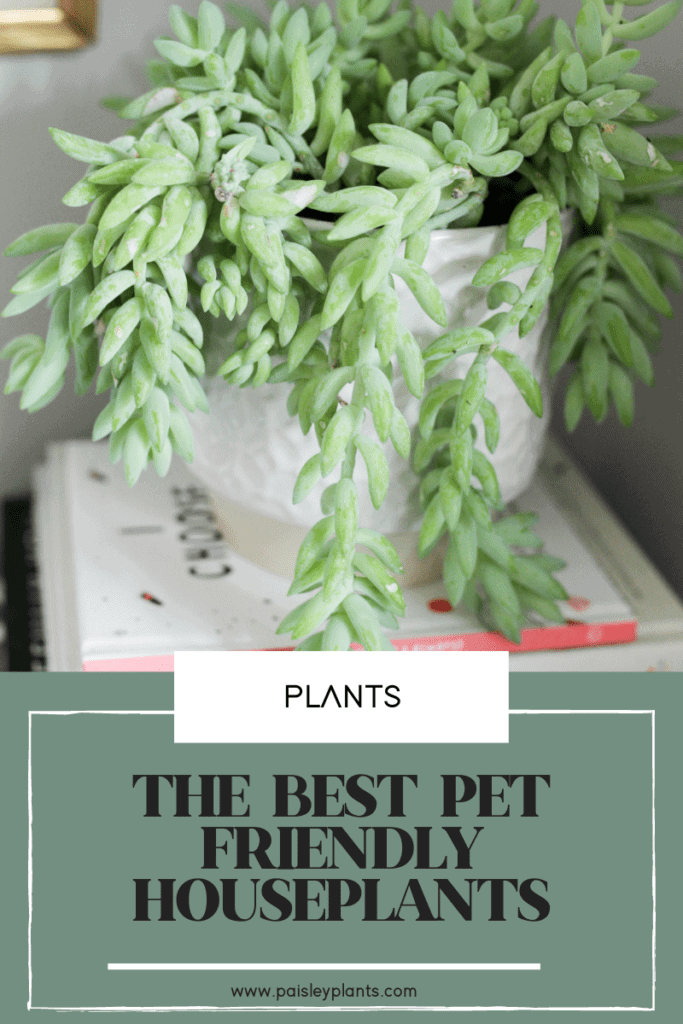 17 Best Dog and Cat Friendly Houseplants - Paisley Plants