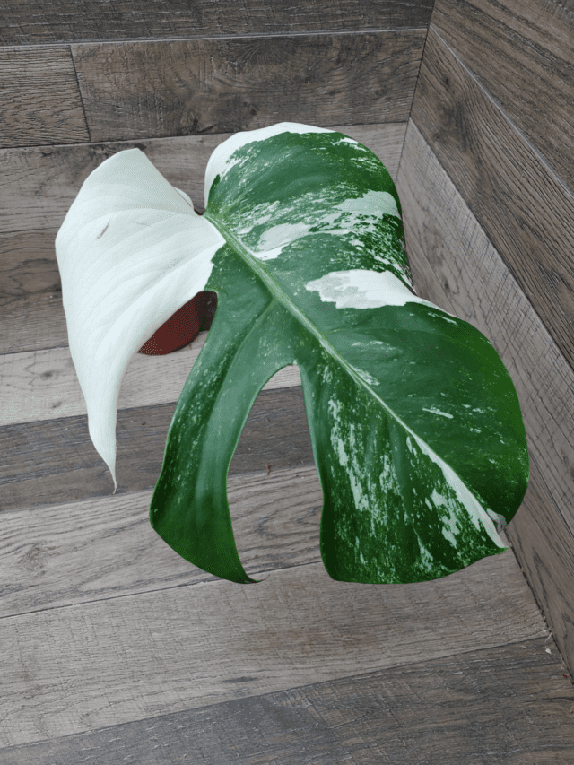 Variegated Monstera Plant Care (+ 4 Varieties) - Paisley Plants