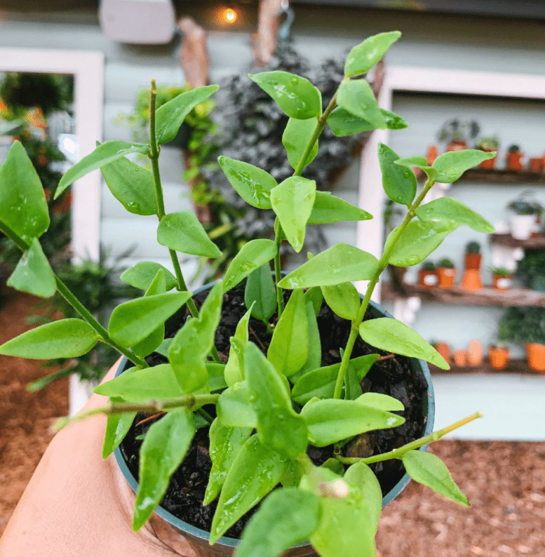 60 Popular Species of Hoya Plants - Paisley Plants