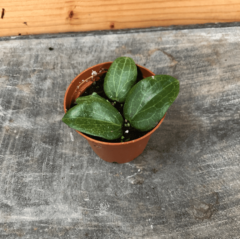 60 Popular Species of Hoya Plants - Paisley Plants