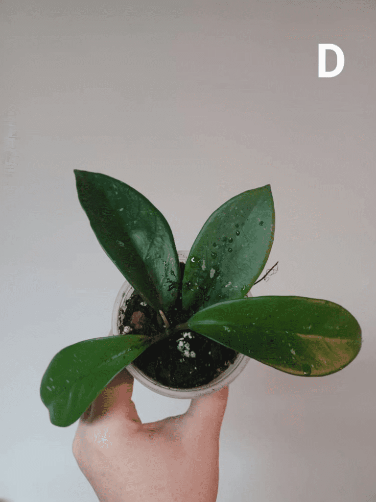 60 Popular Species of Hoya Plants - Paisley Plants