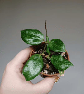 60 Popular Species of Hoya Plants - Paisley Plants
