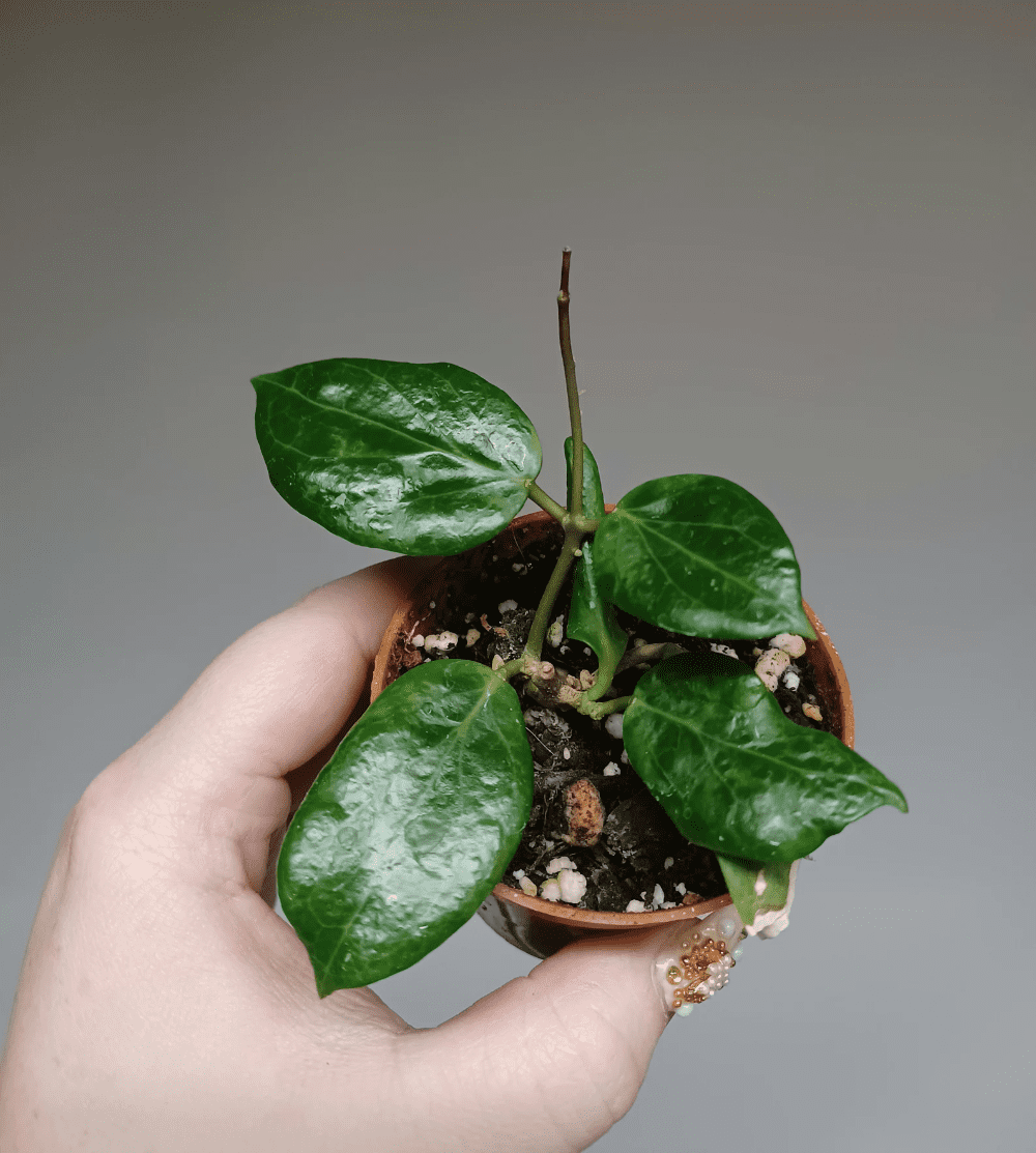 60 Popular Species of Hoya Plants - Paisley Plants