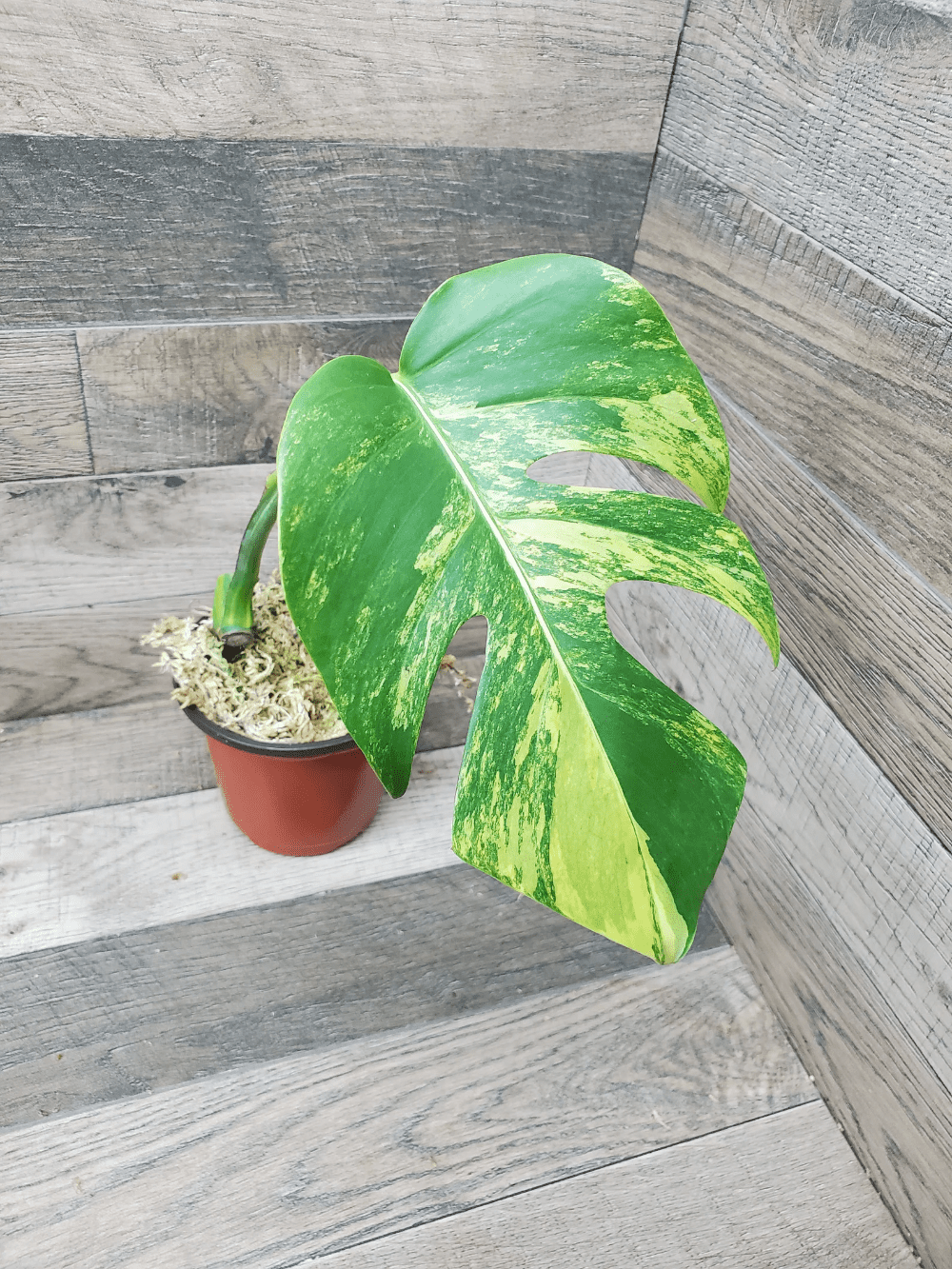 Variegated Monstera Plant Care (+ 4 Varieties) - Paisley Plants