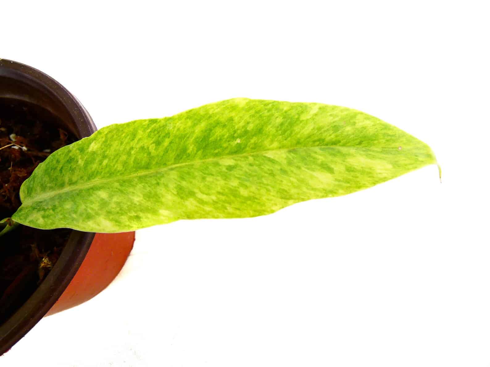 Philodendron Ring of Fire Plant Care Guide - Paisley Plants