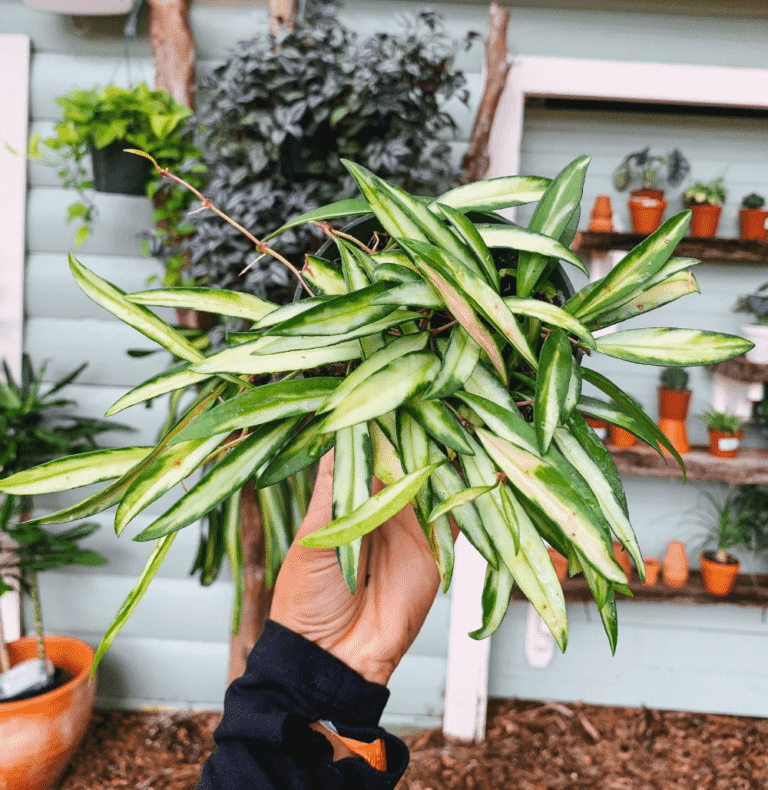 60 Popular Species of Hoya Plants - Paisley Plants
