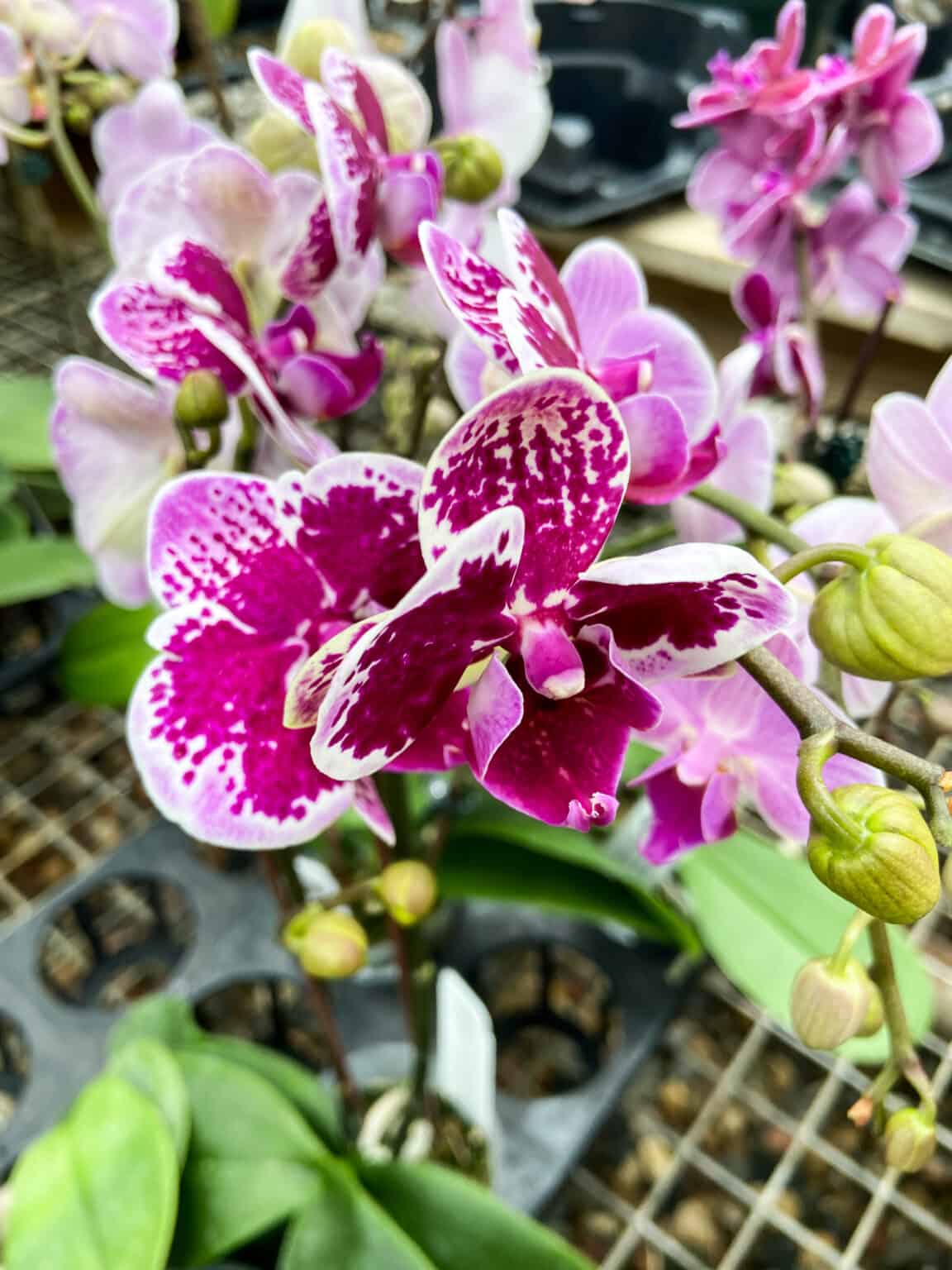 Orchid Care After Flowering - Paisley Plants