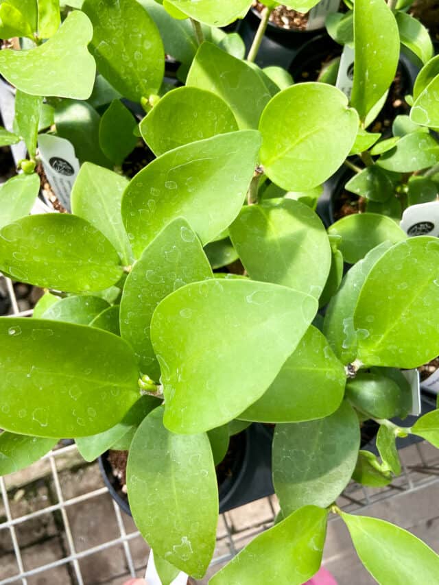 Ant Plant Care Guide (Hydnophytum) - Paisley Plants