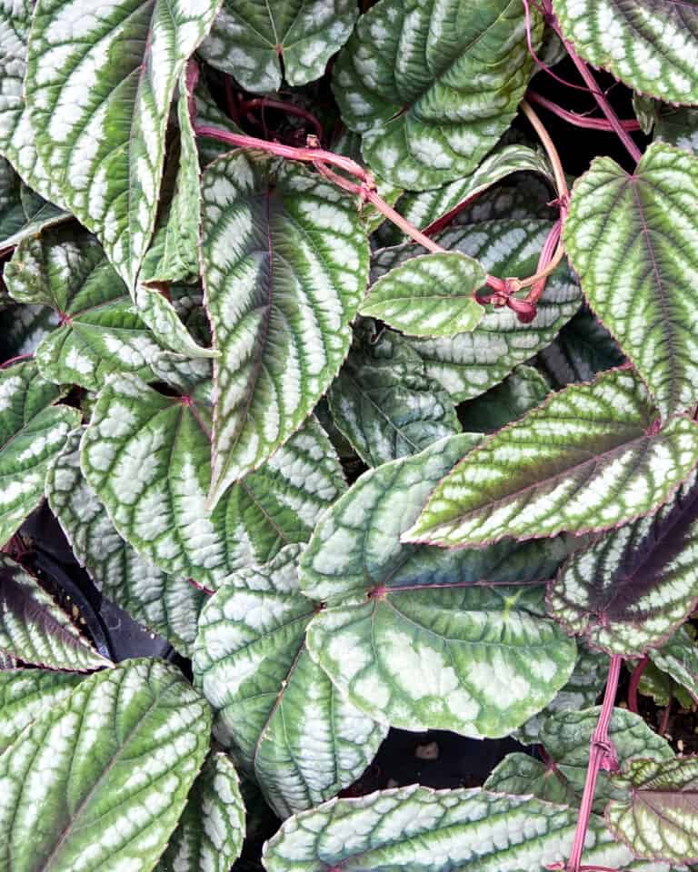 Cissus Discolor: Climbing Rex Begonia Vine Care