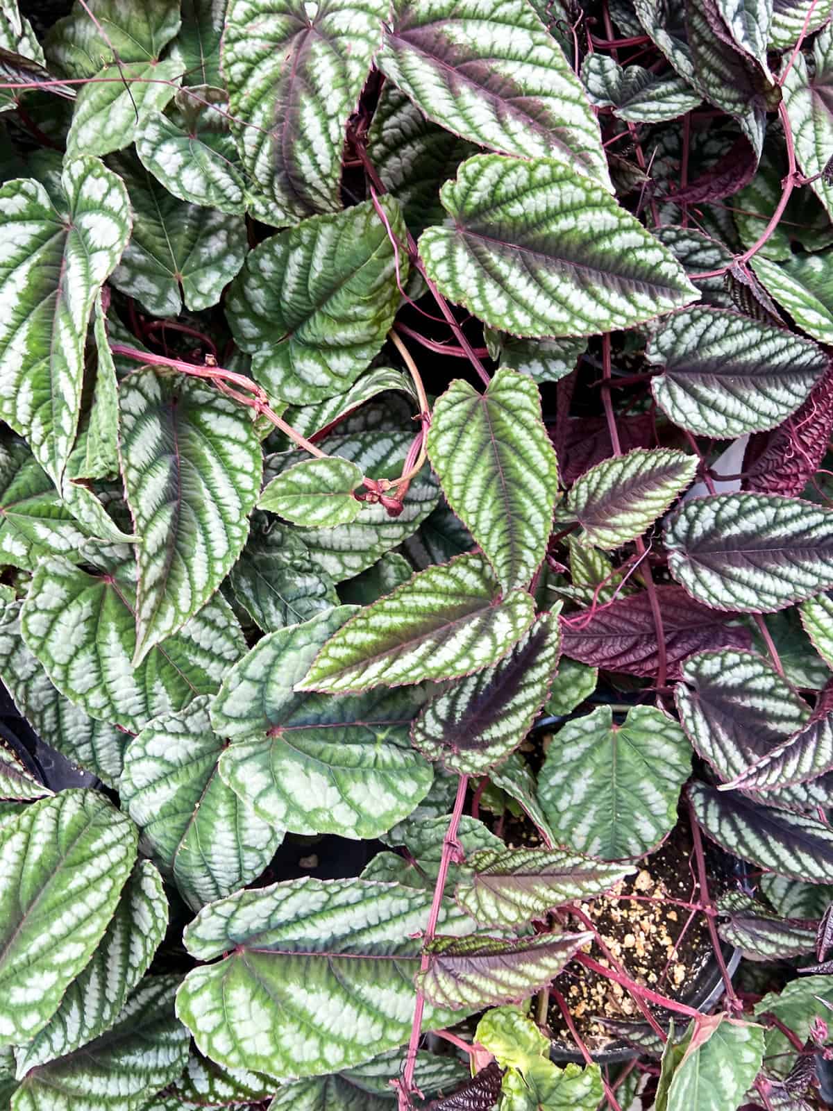 Cissus Discolor: Climbing Rex Begonia Vine Care