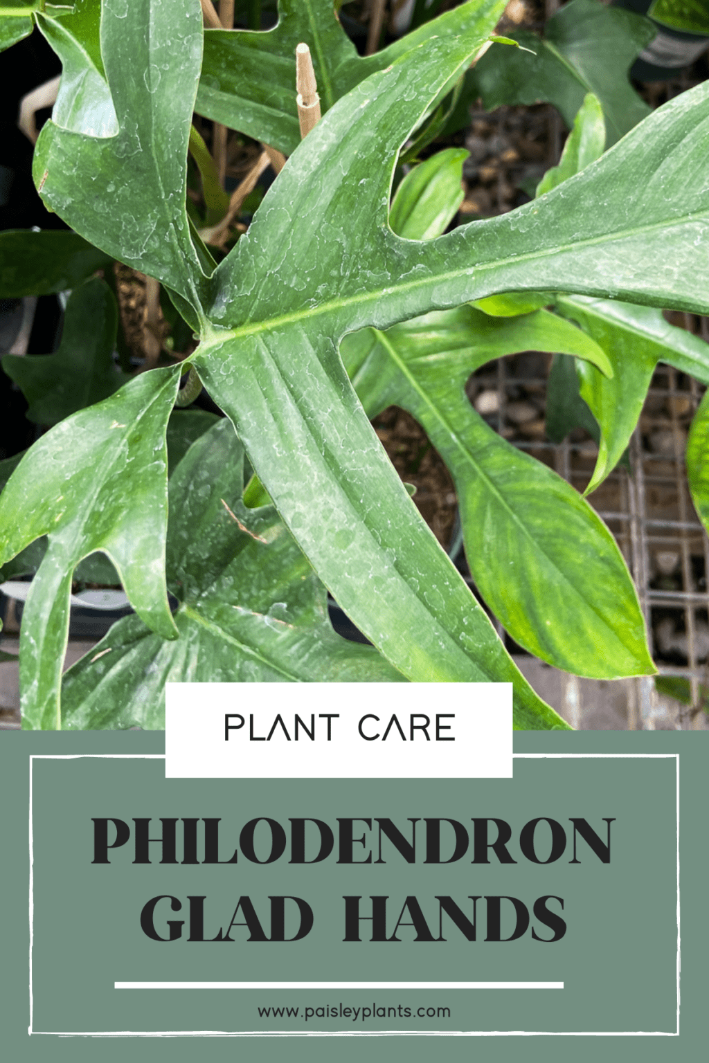 Philodendron Glad Hands Plant Care Guide - Paisley Plants