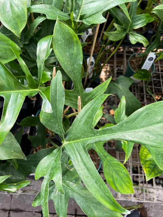 Philodendron Glad Hands Plant Care Guide - Paisley Plants
