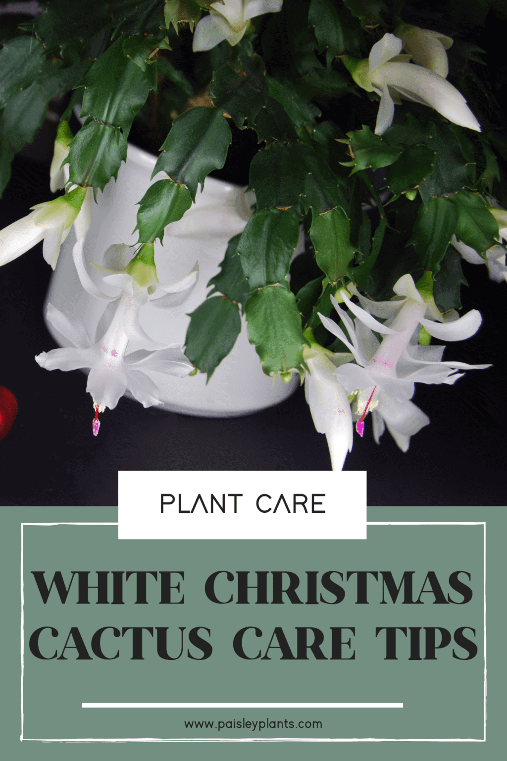 White Christmas Cactus Plant Care Guide - Paisley Plants