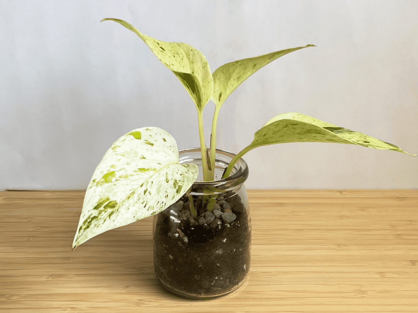 11 Unique Types of Pothos Plants That Are Easy to Grow - Paisley Plants