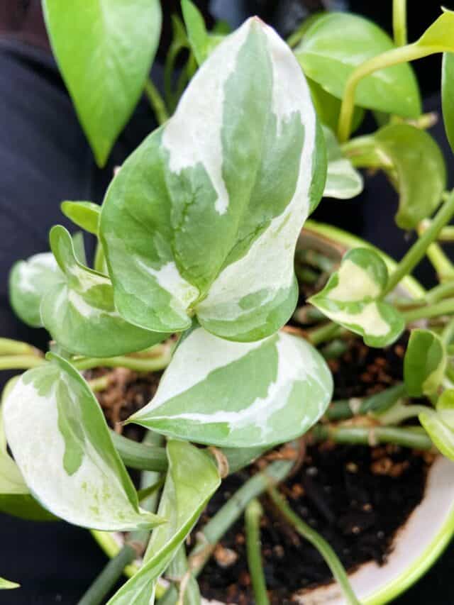 5 Beautiful Types of Pothos Plants - Paisley Plants