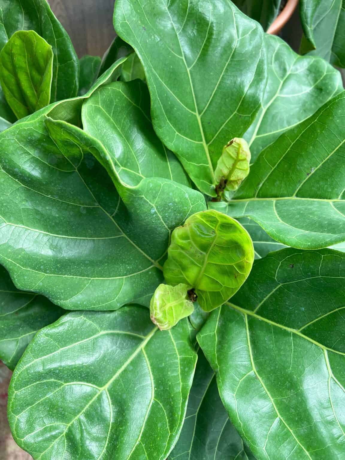 Ficus Lyrata 'Bambino' (Dwarf Fiddle Leaf Fig) Care - Paisley Plants