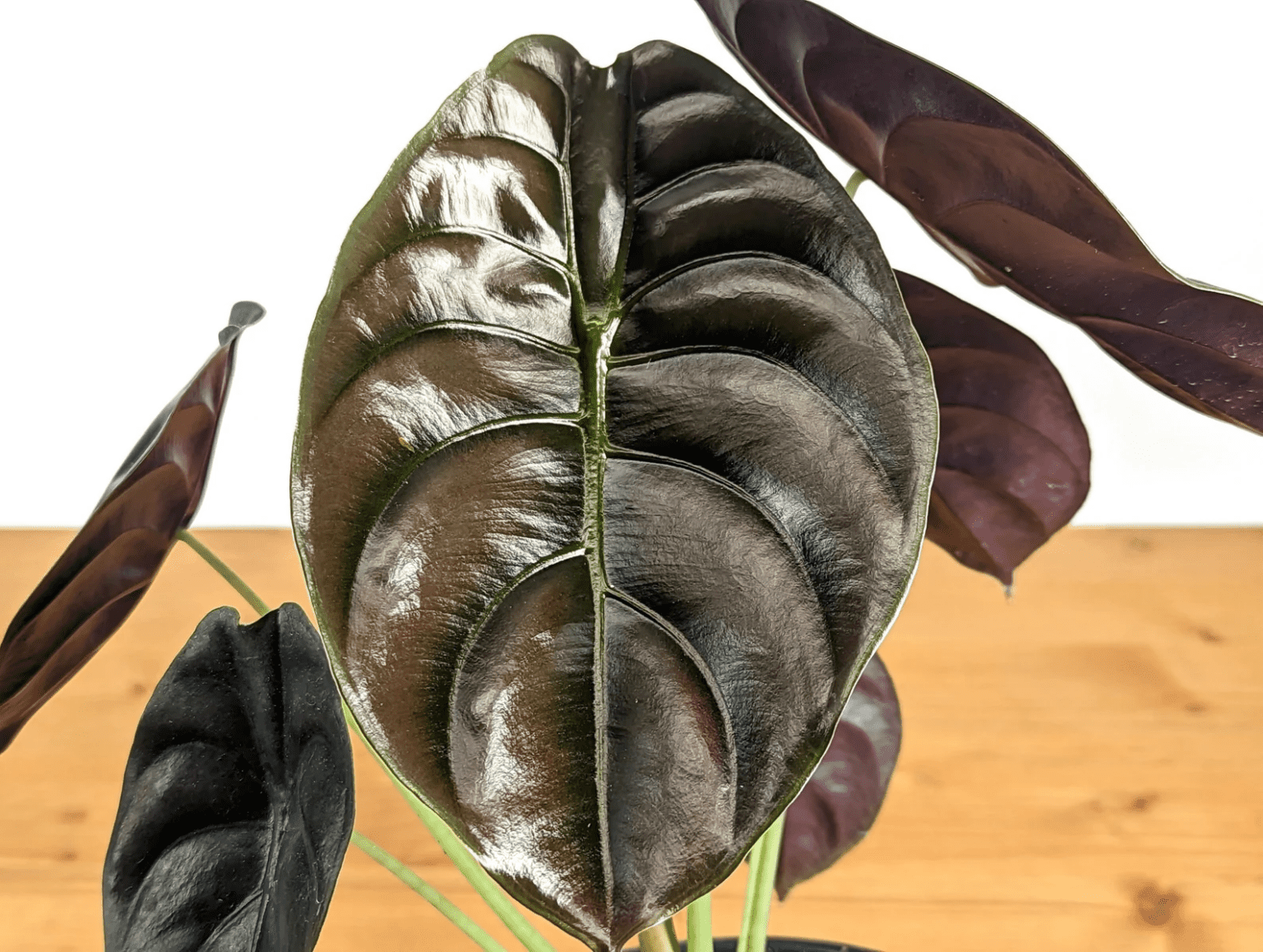 21 Best Types of Alocasia Plants to Grow Indoors - Paisley Plants