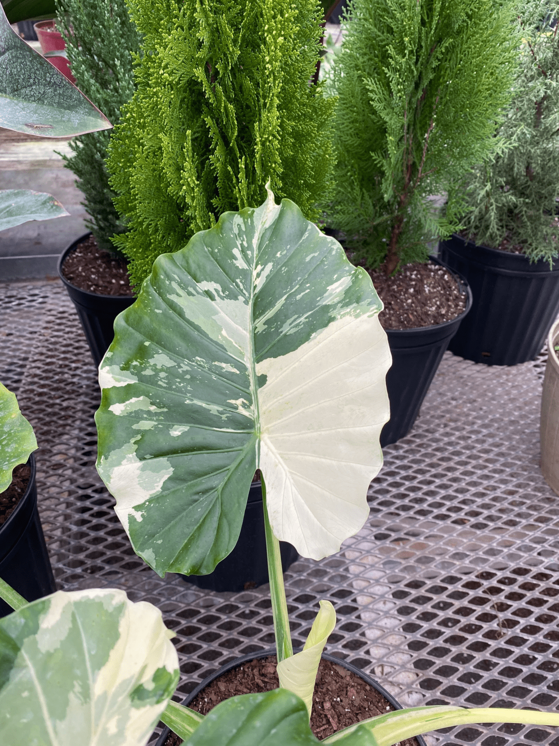 21 Best Types of Alocasia Plants to Grow Indoors - Paisley Plants