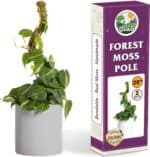 How to Use a Moss Pole for Your Indoor Plants - Paisley Plants