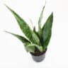 21 Popular Types of Sansevieria Plant Varieties - Paisley Plants
