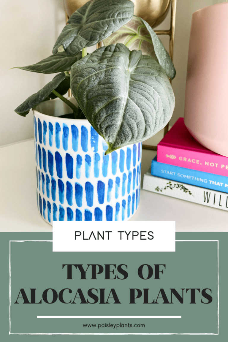 21 Best Types of Alocasia Plants to Grow Indoors - Paisley Plants