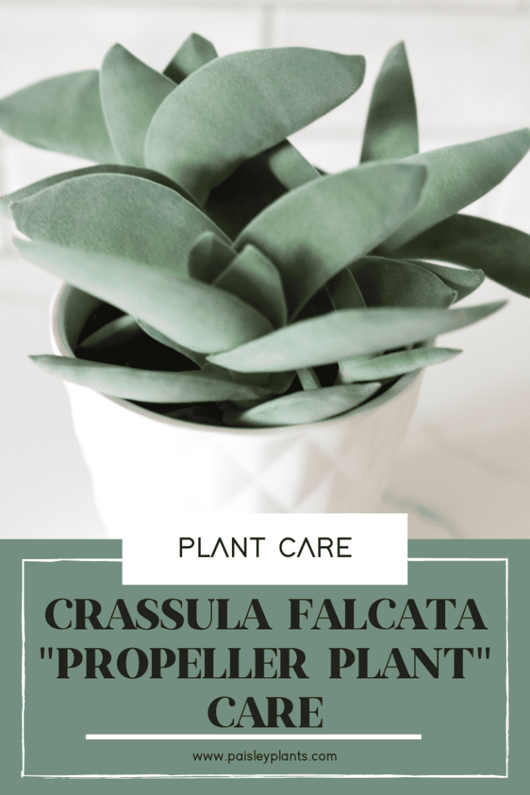 Crassula falcata "Propeller Plant" Care Guide